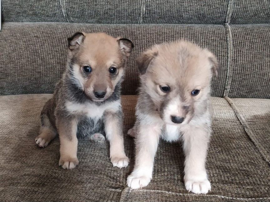 Самые замечательные щеночки в заботливые руки