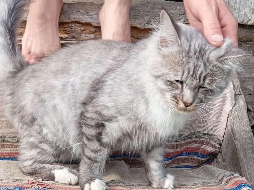 Кот