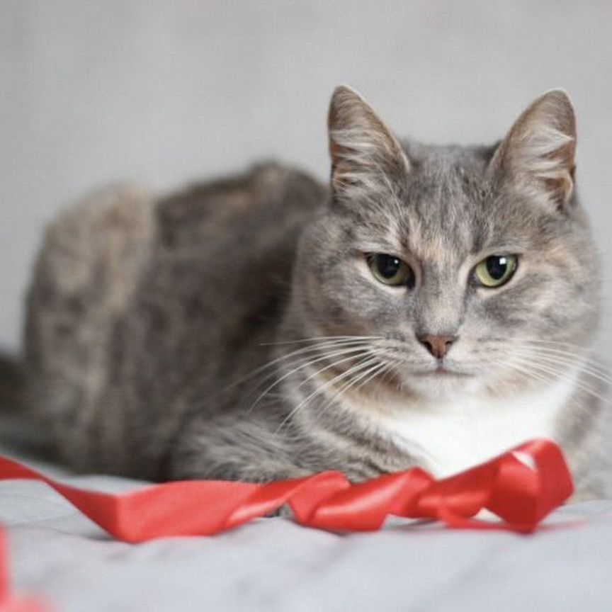 Красавица Маруся ищет дом