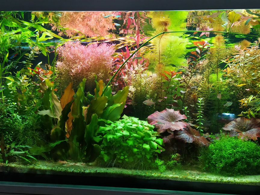 Аквариумные растения