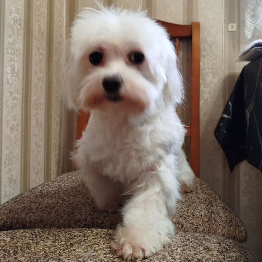 Мальтийская болонка, взрослая собака