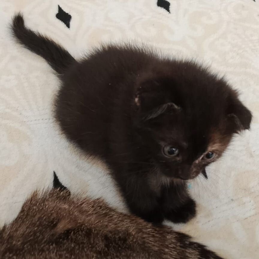 Трехцветный котенок девочка