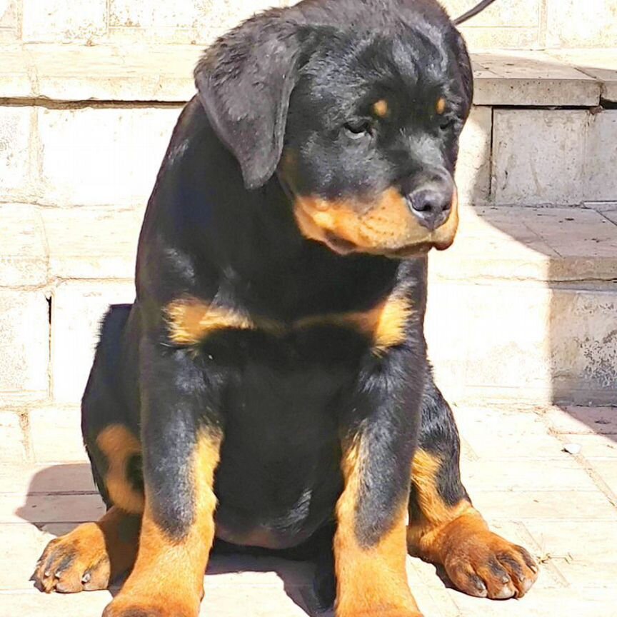 Ротвейлера красота