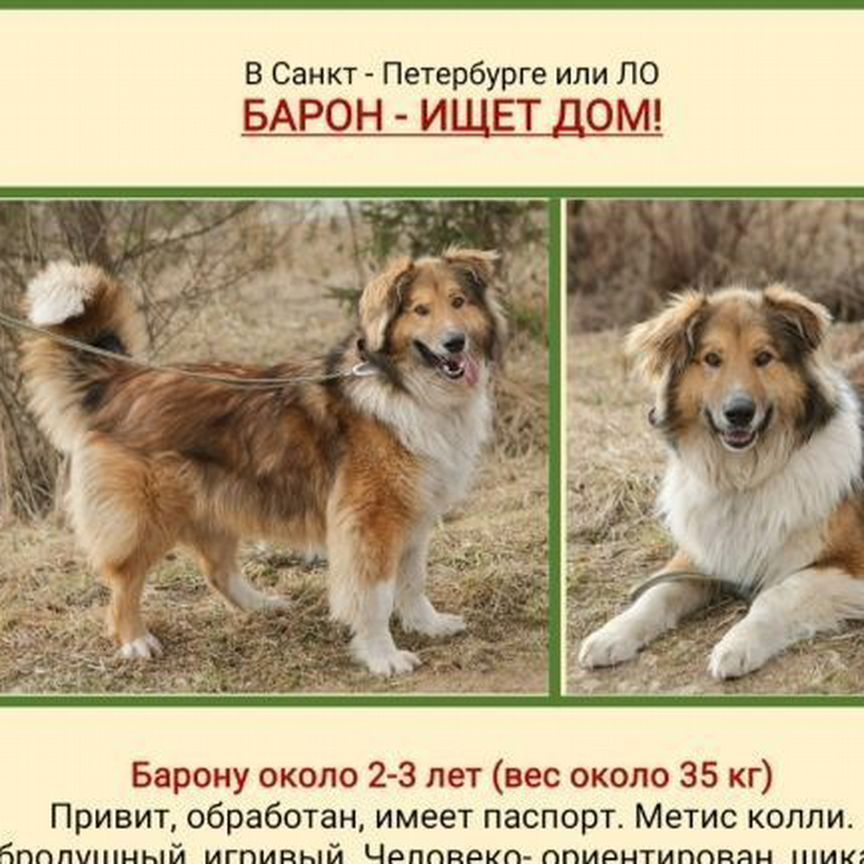 Колли, взрослый пёс