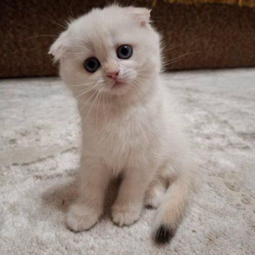 Шотландский вислоухий котёнок