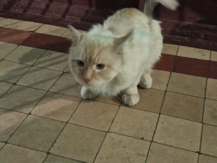 Кот потеряшка в добрые руки