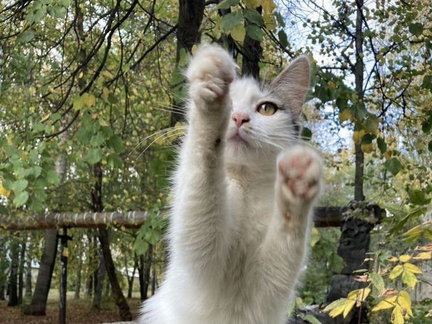 Маленький ангел ищет дом