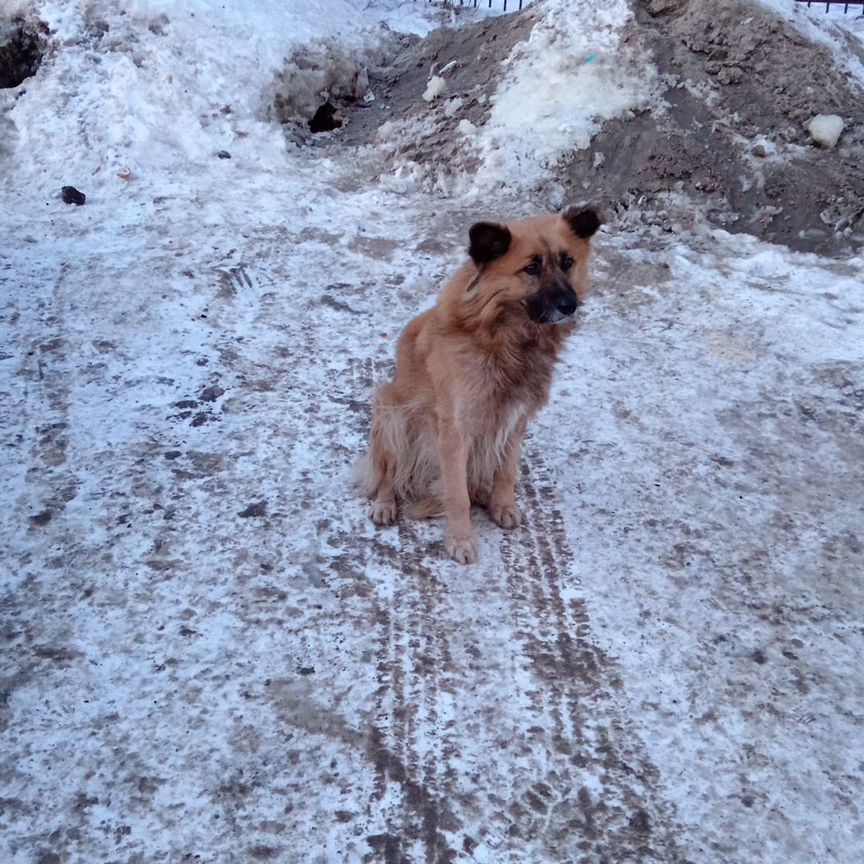 Верный друг ищет своего человека