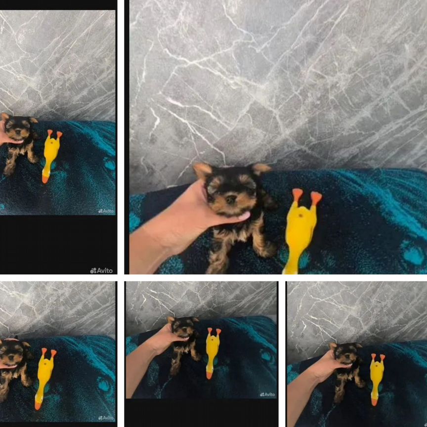 Щенок от частного владельца