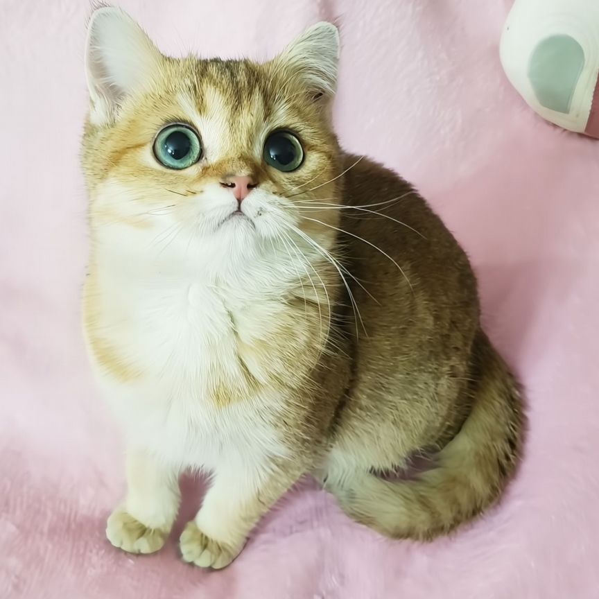 Шотландский вислоухий короткошёрстный котёнок