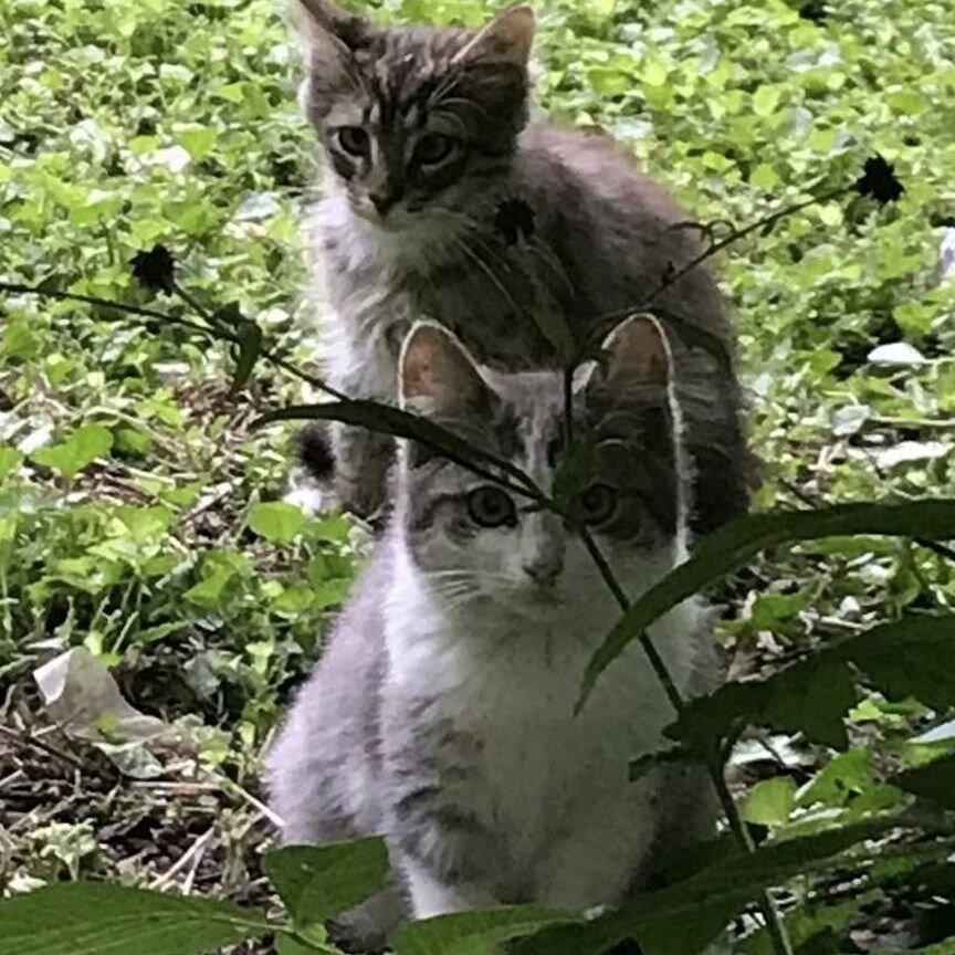 Котята погибают на улице