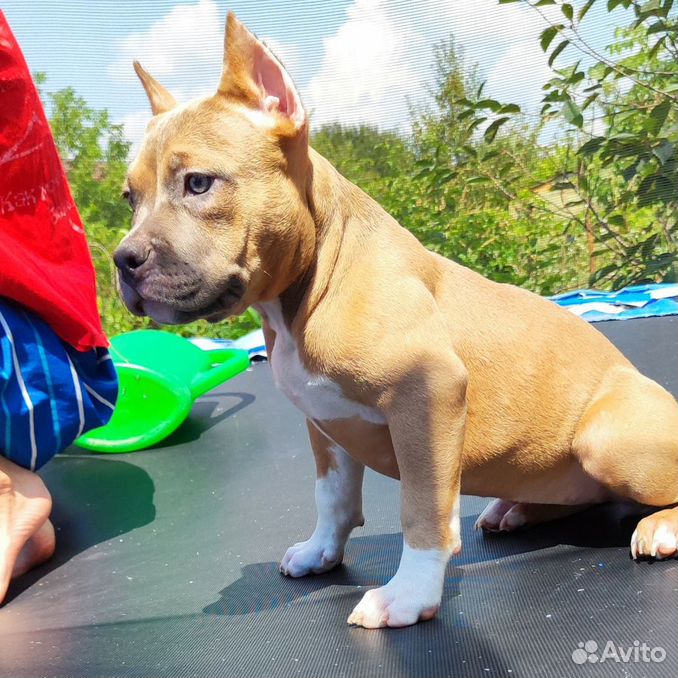 Американ Булли