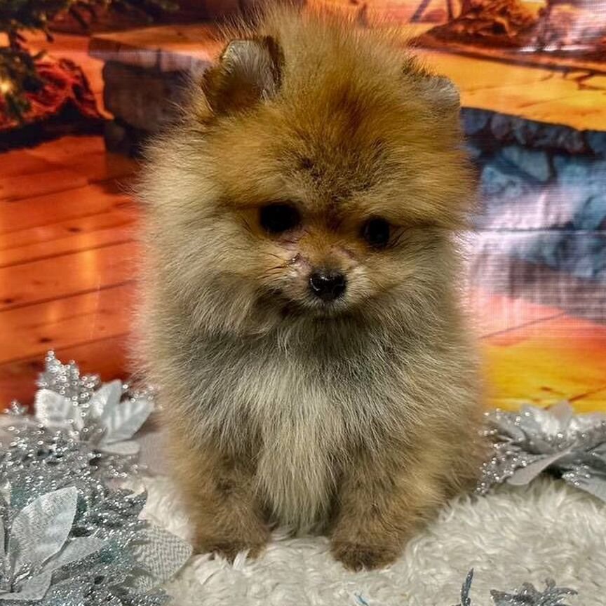 Померанский шпиц, щенок