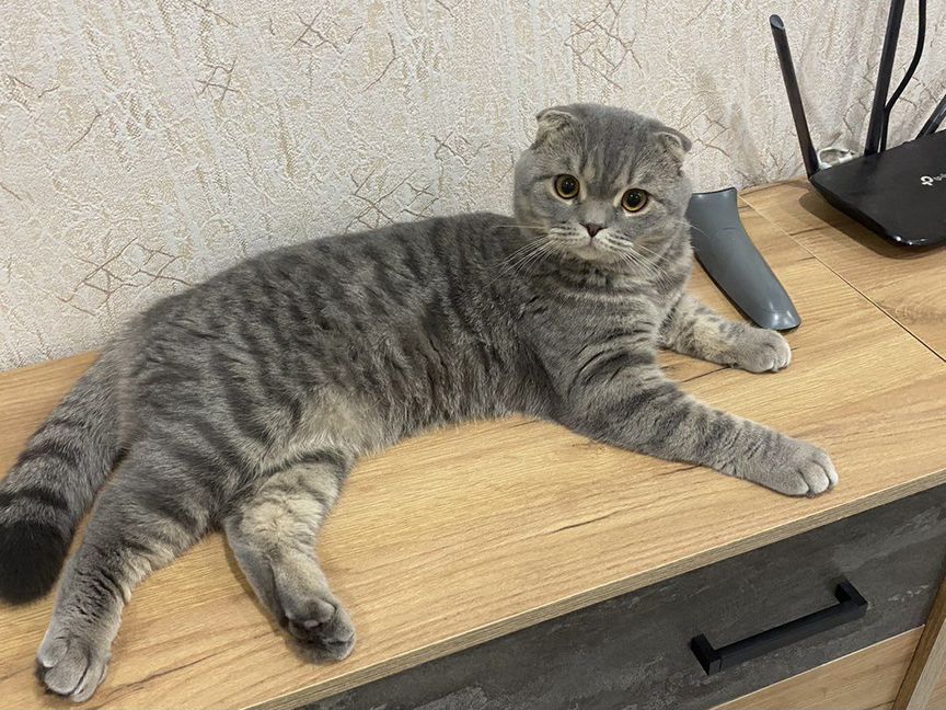 Шотландский кот вязка