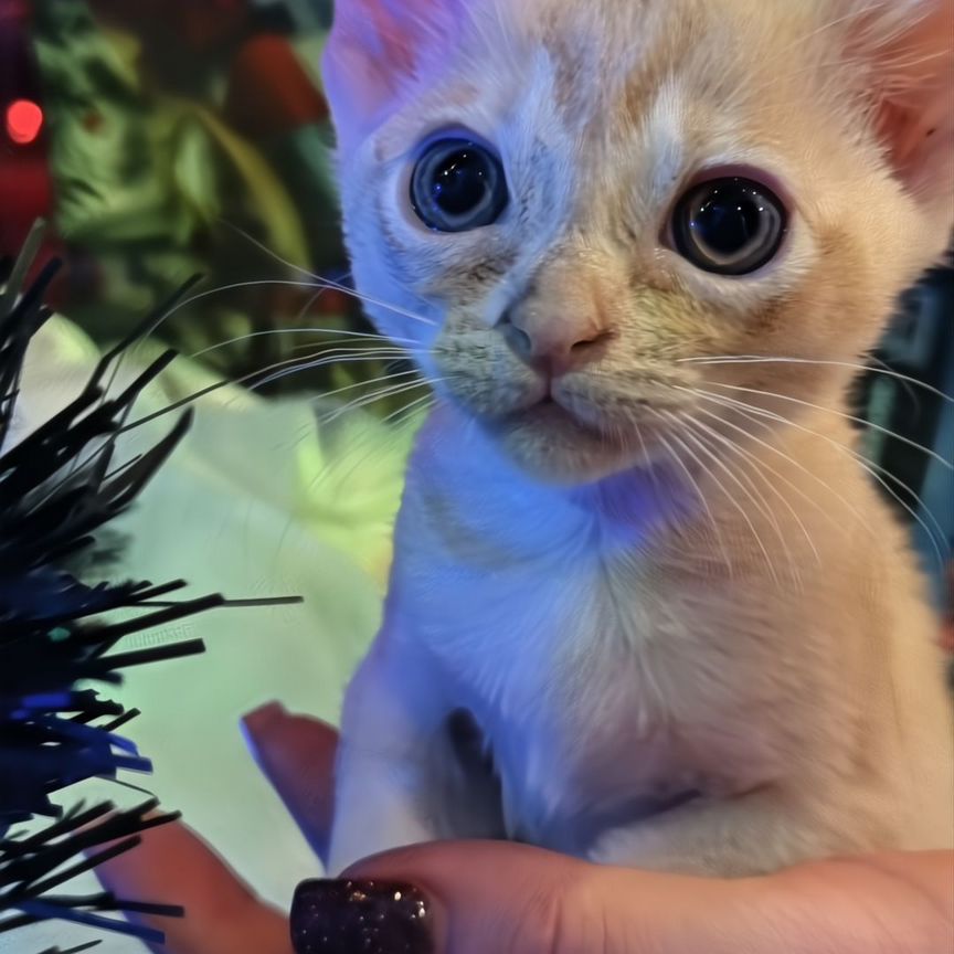 Европейский бурманский котёнок