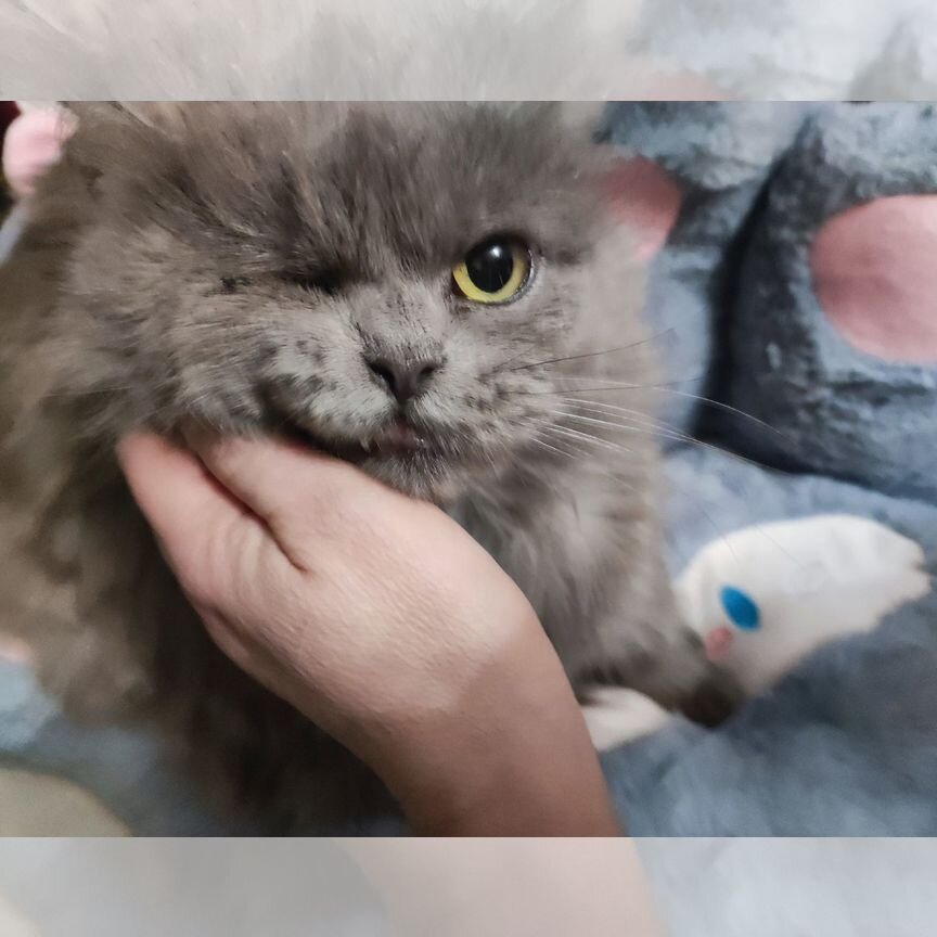 Взрослая, кошка в добрые руки