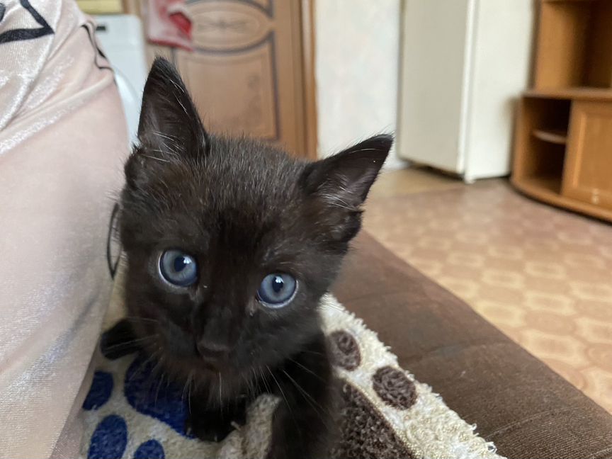 Котенок