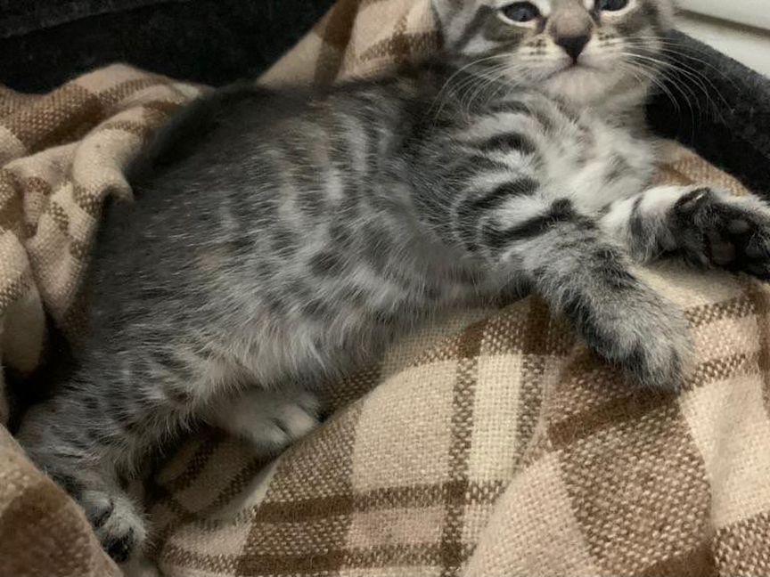 Котята мэйн кун