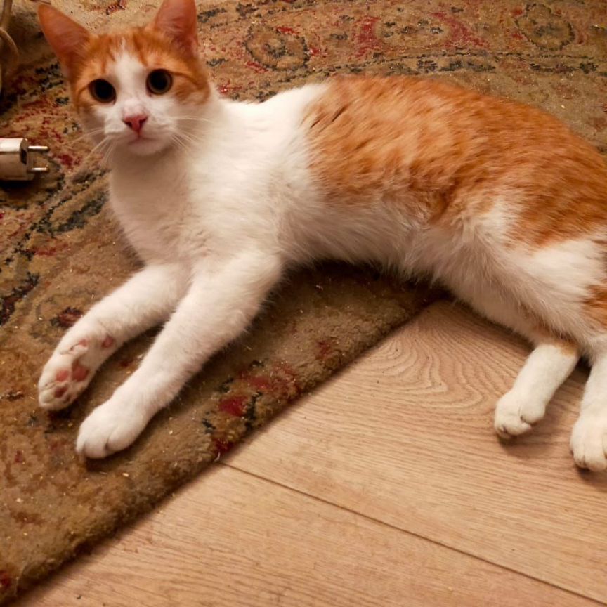 Отдам кота в добрые руки бесплатно