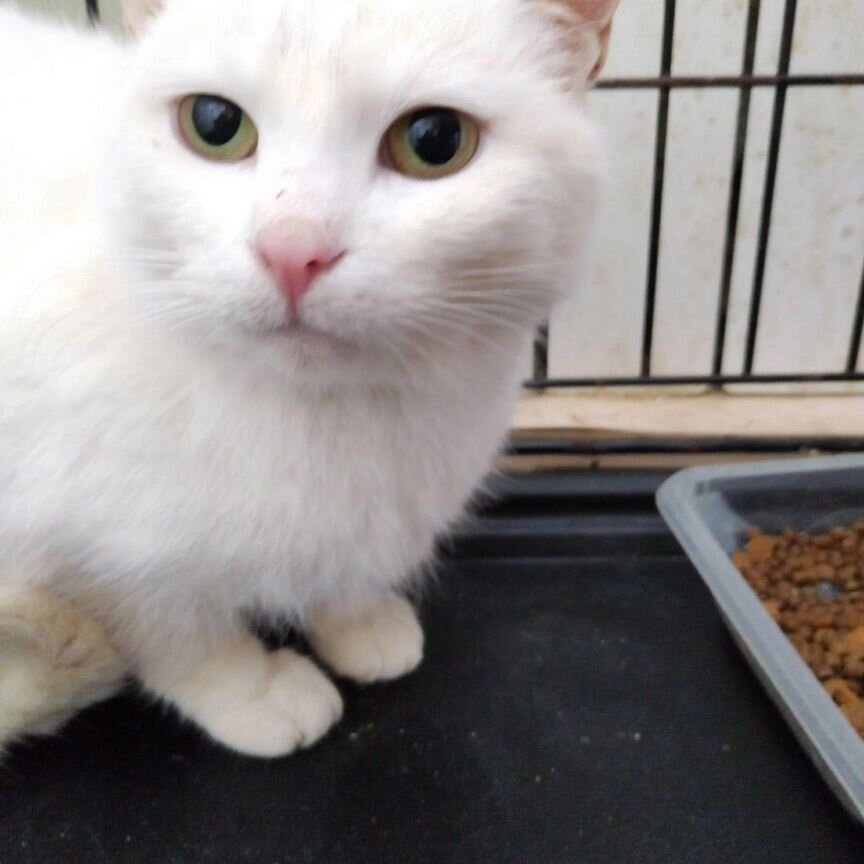 Беляша ищет семью