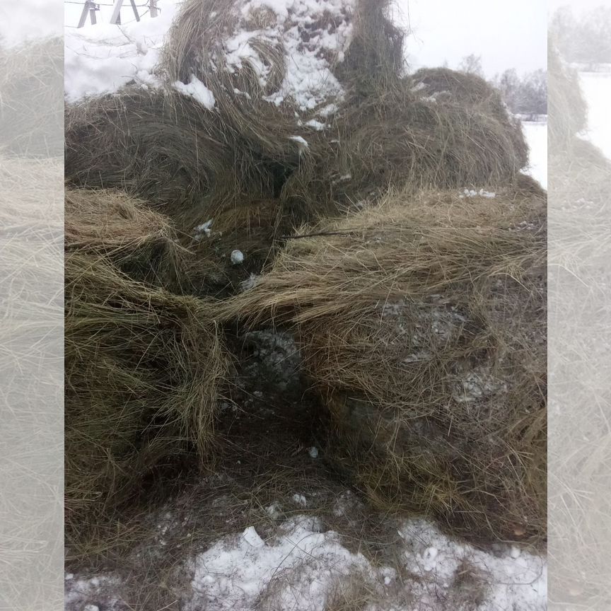 Сено в рулонах