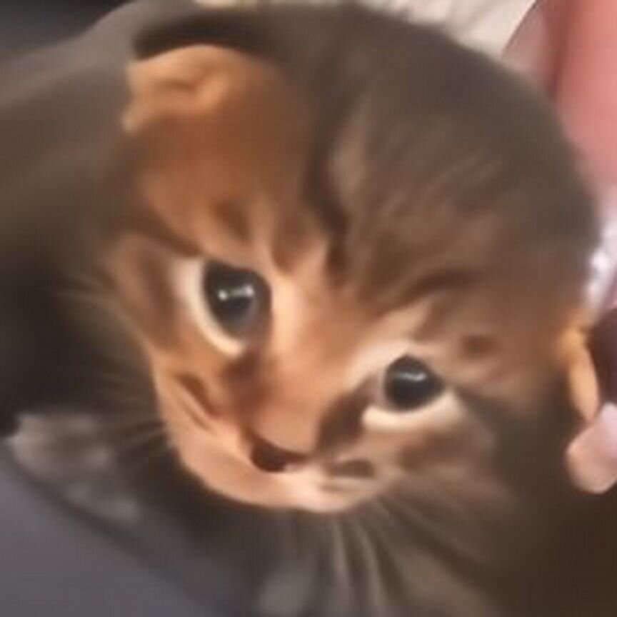 Котёнок в добрые руки