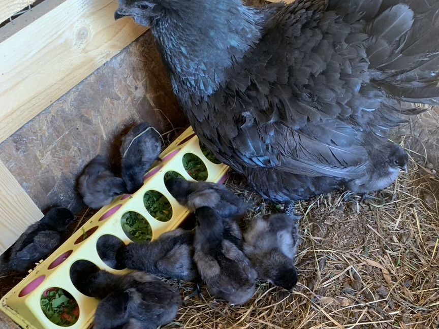 Ия ухейилюль