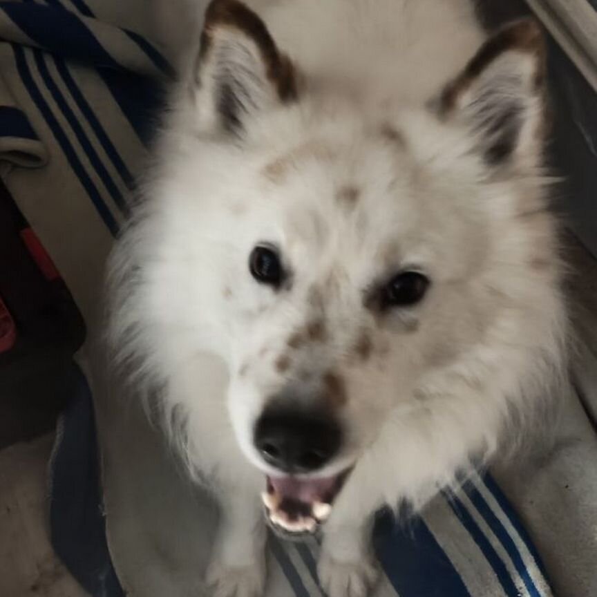 Взрослый пёс в добрые руки