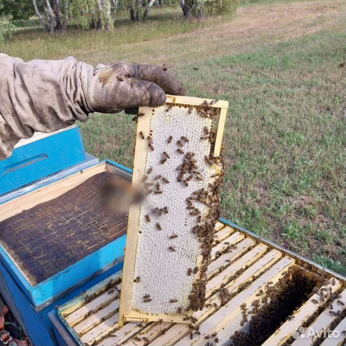Пчело семьи