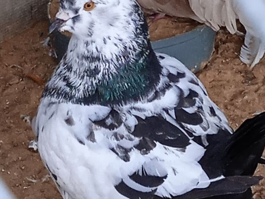 Продажа голубей