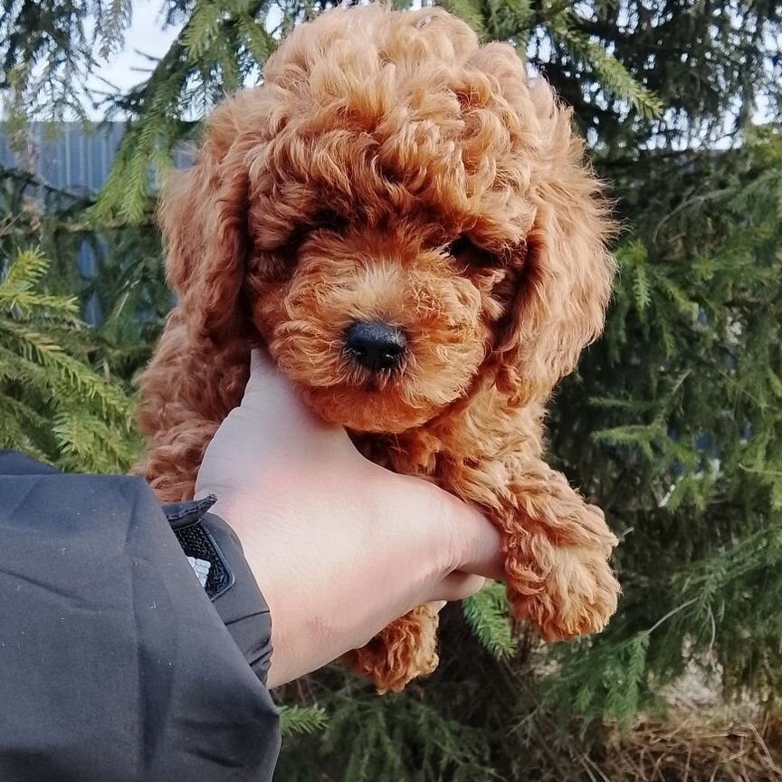 Той-пудель, щенок