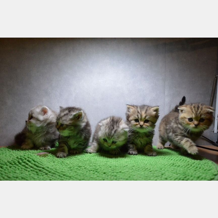Шотландские котята