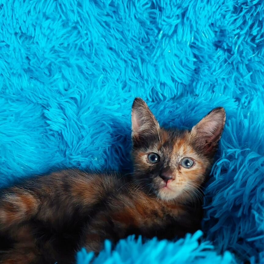 Котята