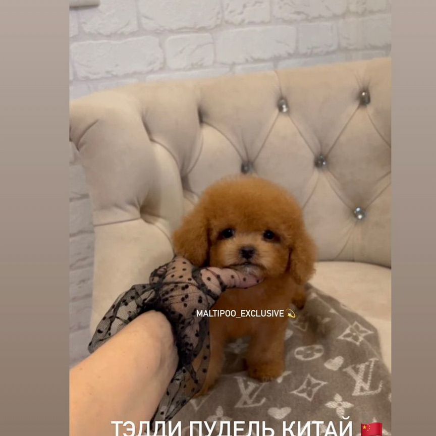 Игущечные малыши Тэдди пудель мальтипу Китай