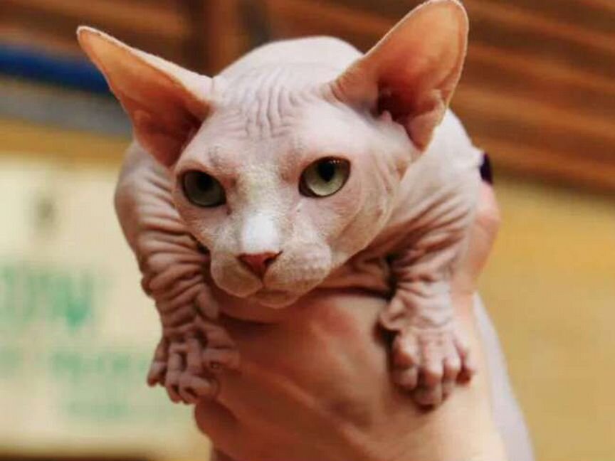 Вязка канадский сфинкс бамбино