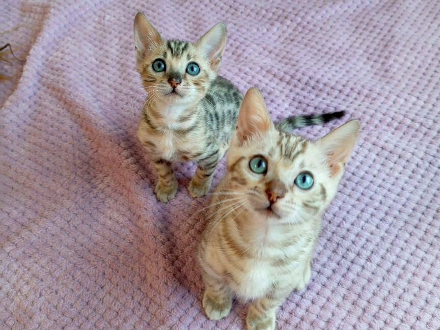 Бенгальские котята