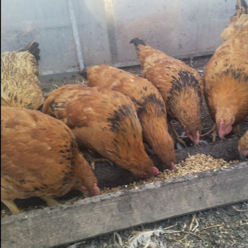 Кучинская юбилейная