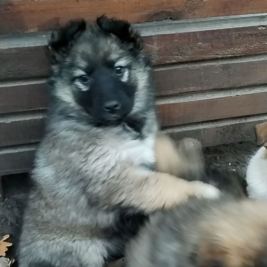 Немецкая овчарка