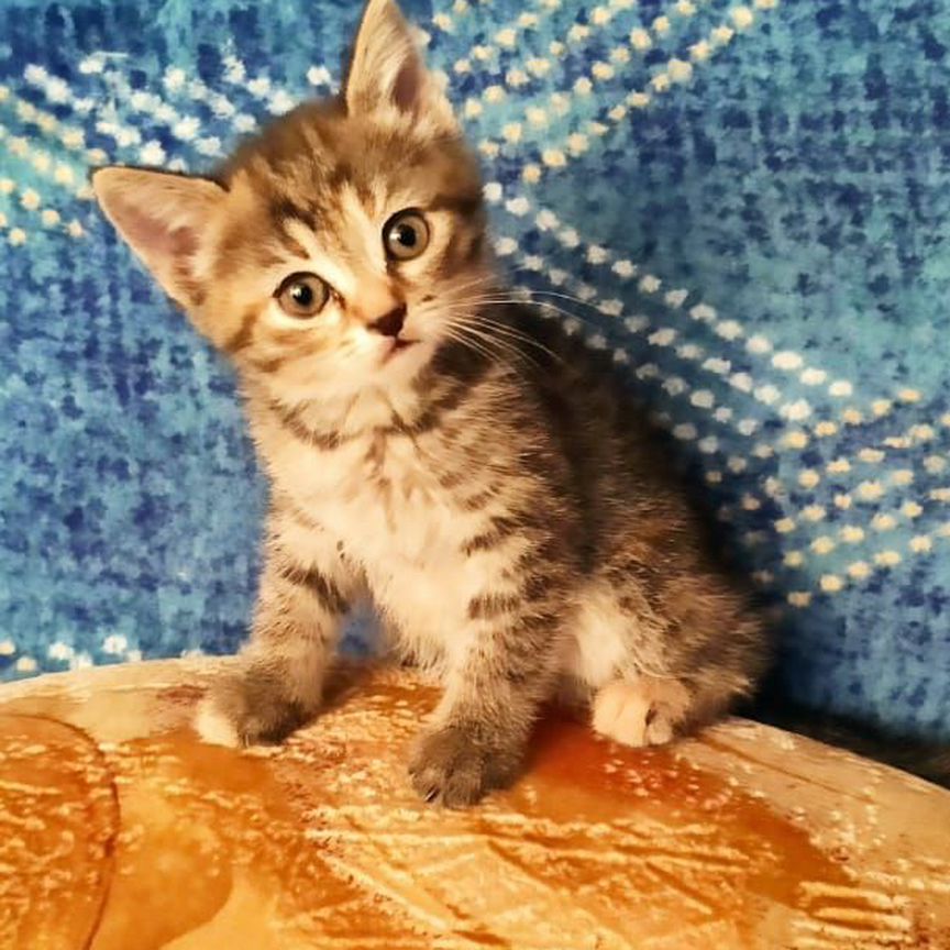 Отдаю в добрые руки 3 рыжих котика и серую кошечку