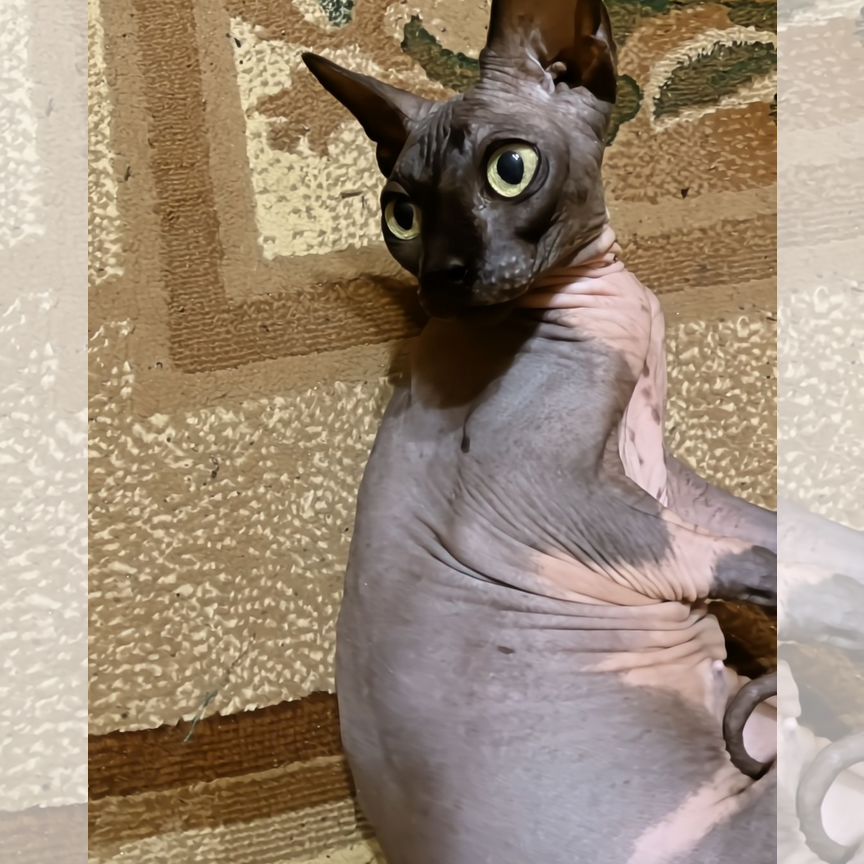 Канадский сфинкс, взрослая кошка