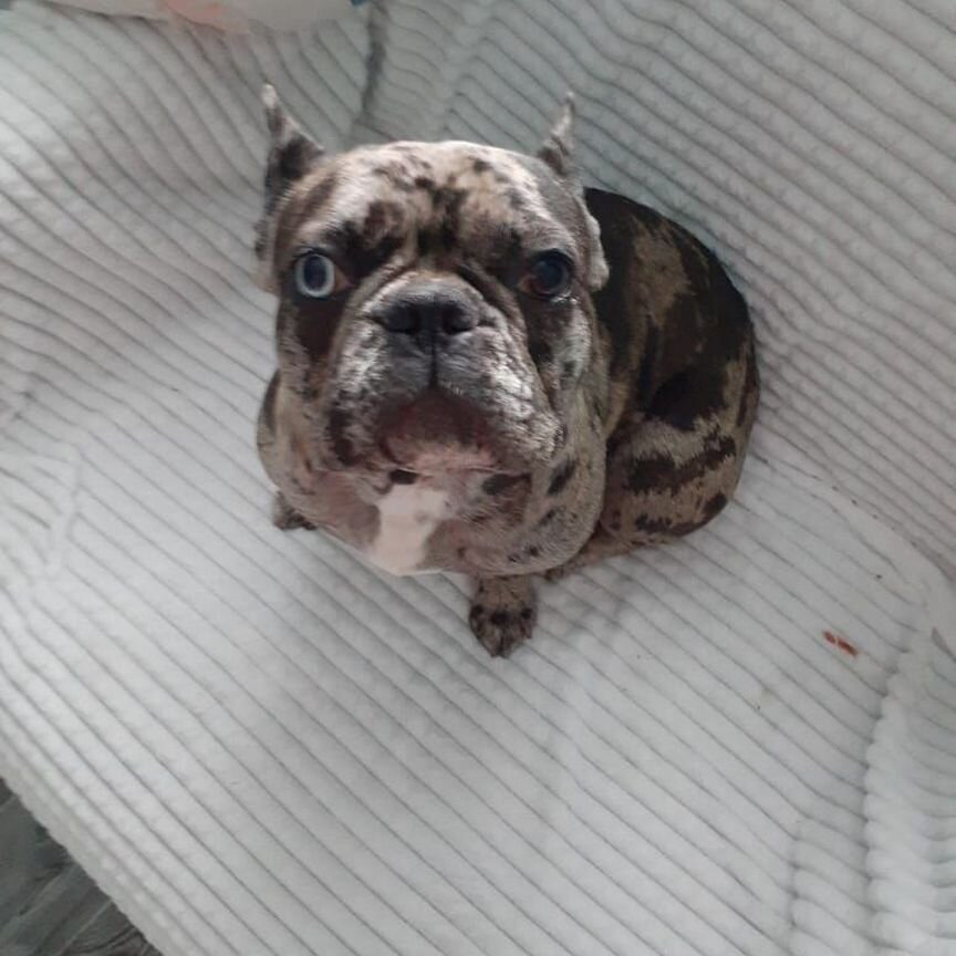 Французский бульдог