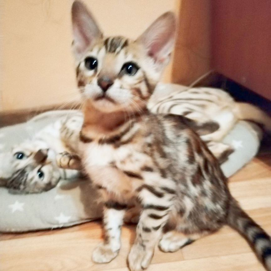 Бенгальские котята серебро