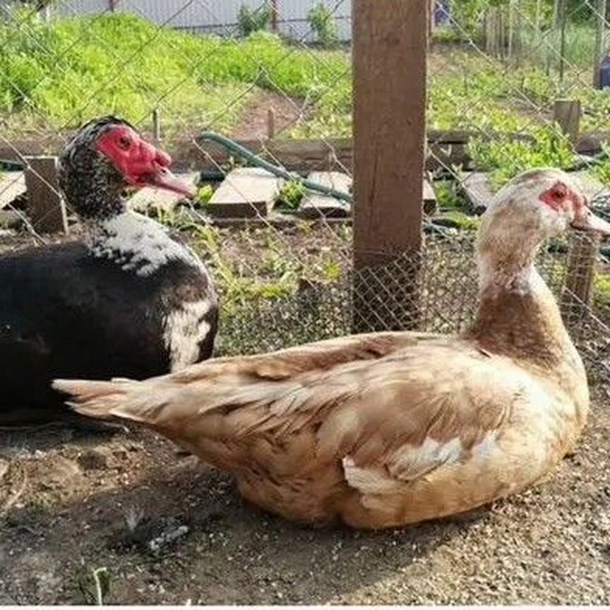 Семьи бегунки и шипуны