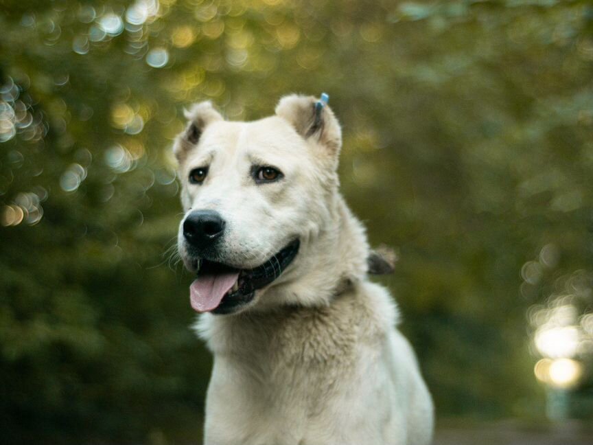 Среднеазиатская овчарка