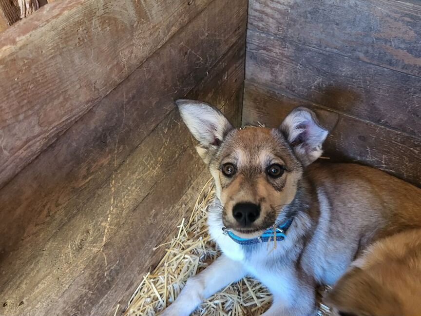 Очаровательная девчонка 4х мес. ищет семью