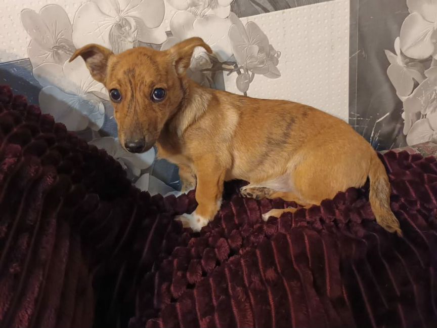 Щенок в добрые руки