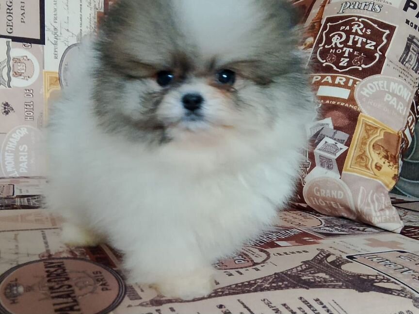 Мальчик шпиц миниатюра