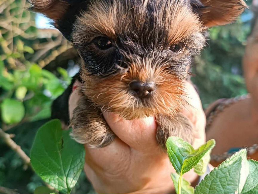 Основательные мини-йорки ищут семью