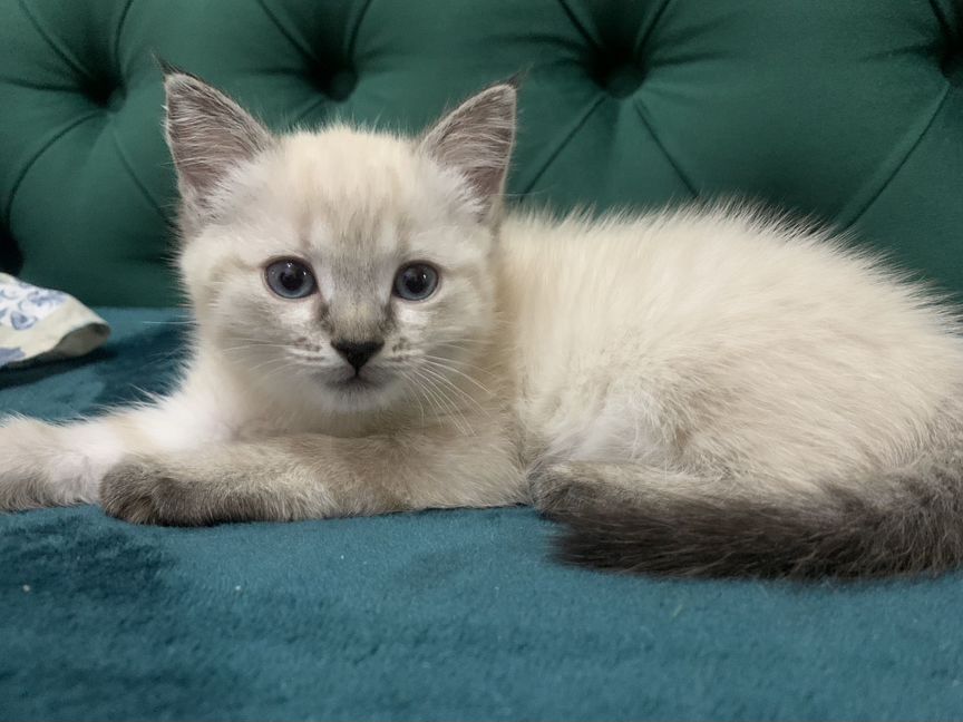 Котенок смесь невской маскарадной с сиамской