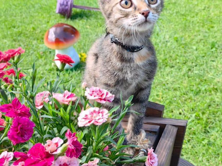 Котодевочка в добрые ручки